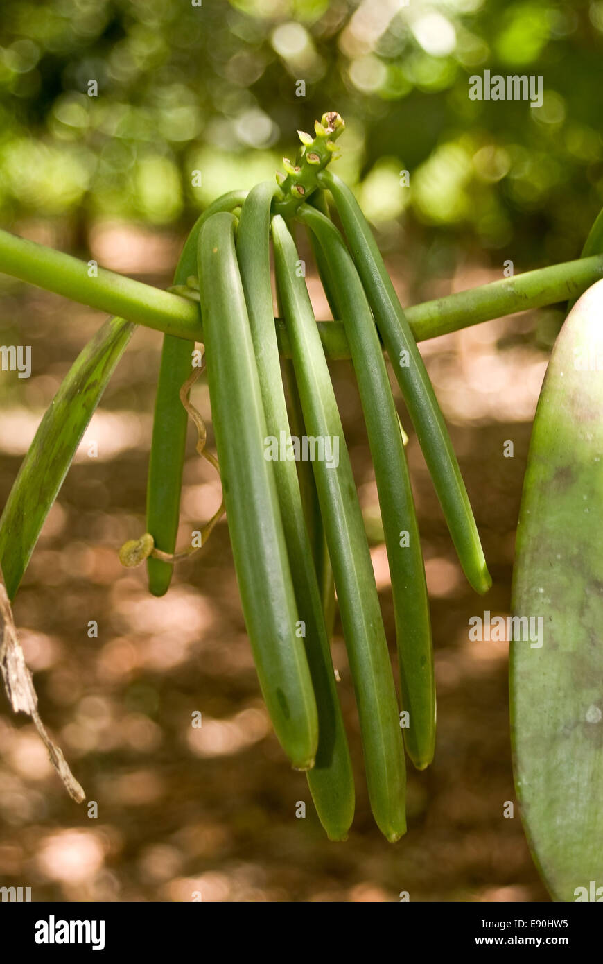Vanilla flora hi-res stock photography and images - Alamy