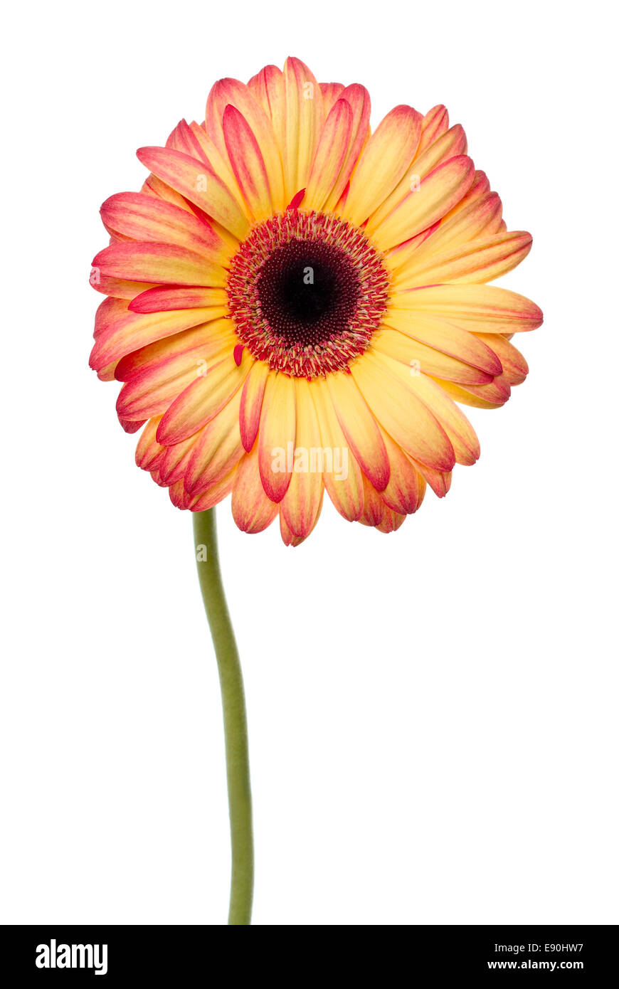 Gerbera vector hi-res stock photography and images - Alamy