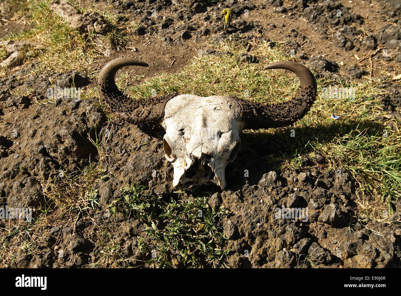 Buffalo scull hi-res stock photography and images - Alamy