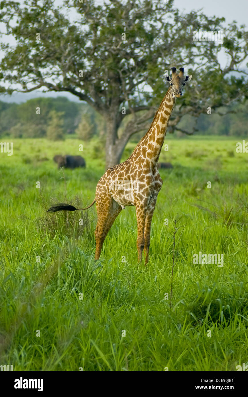 Safari giraffe sign hi-res stock photography and images - Alamy