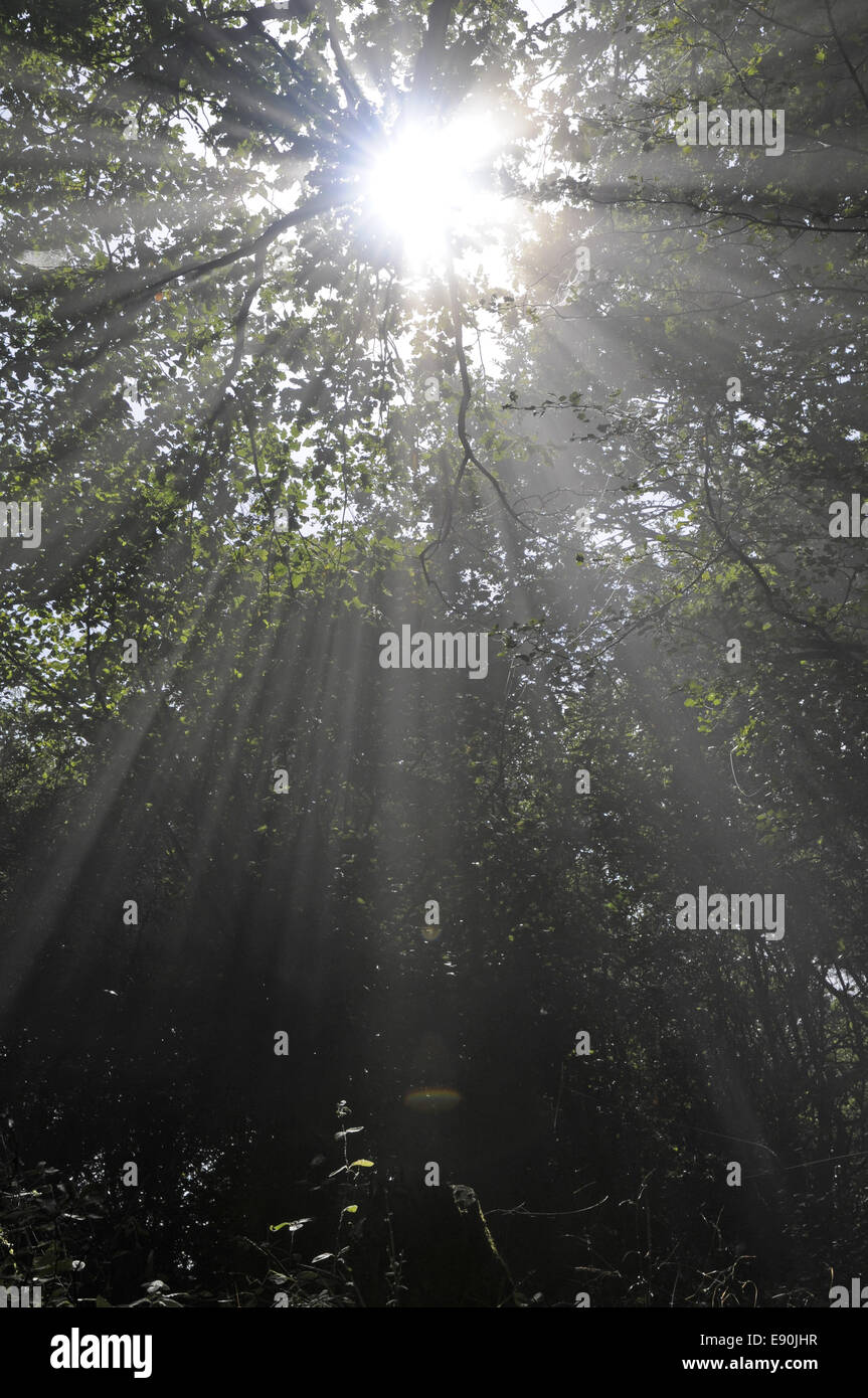 Sun rays in forest Stock Photo - Alamy
