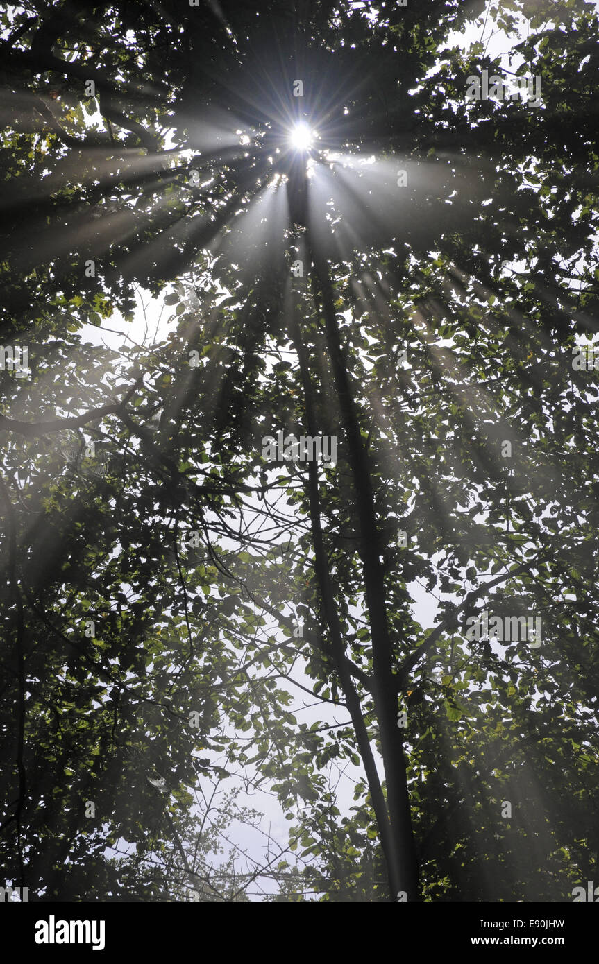 Sun rays in forest Stock Photo - Alamy