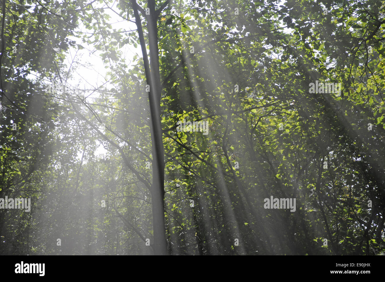Sun rays in forest Stock Photo - Alamy
