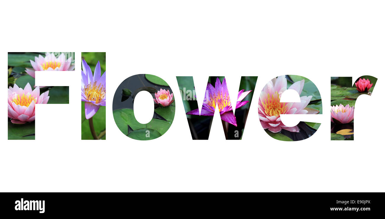 word flower on white background Stock Photo - Alamy