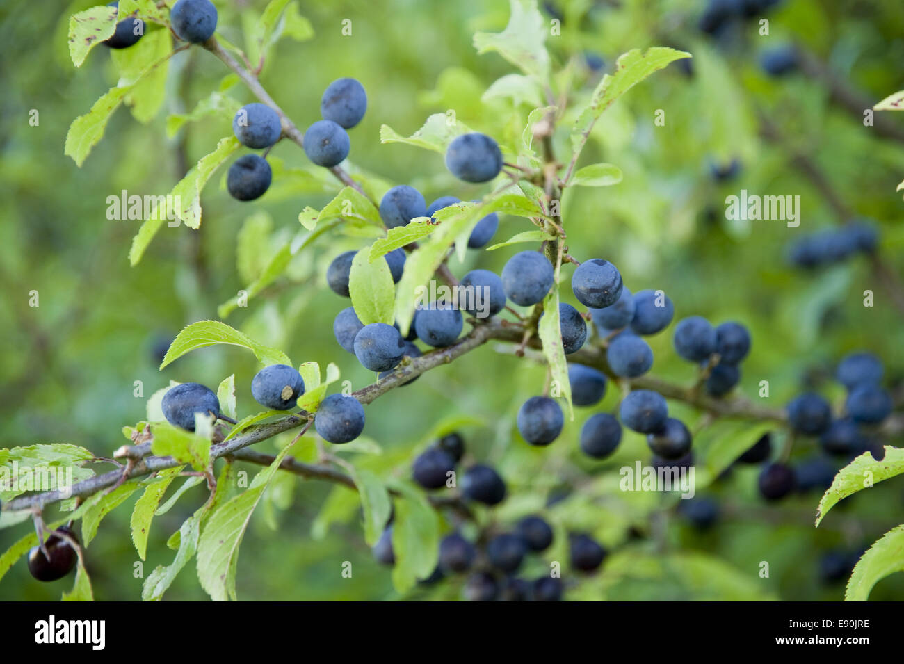 Thorne tree hi-res stock photography and images - Alamy