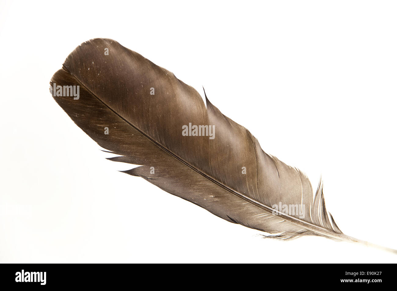 Birds lightweight form hi-res stock photography and images - Alamy