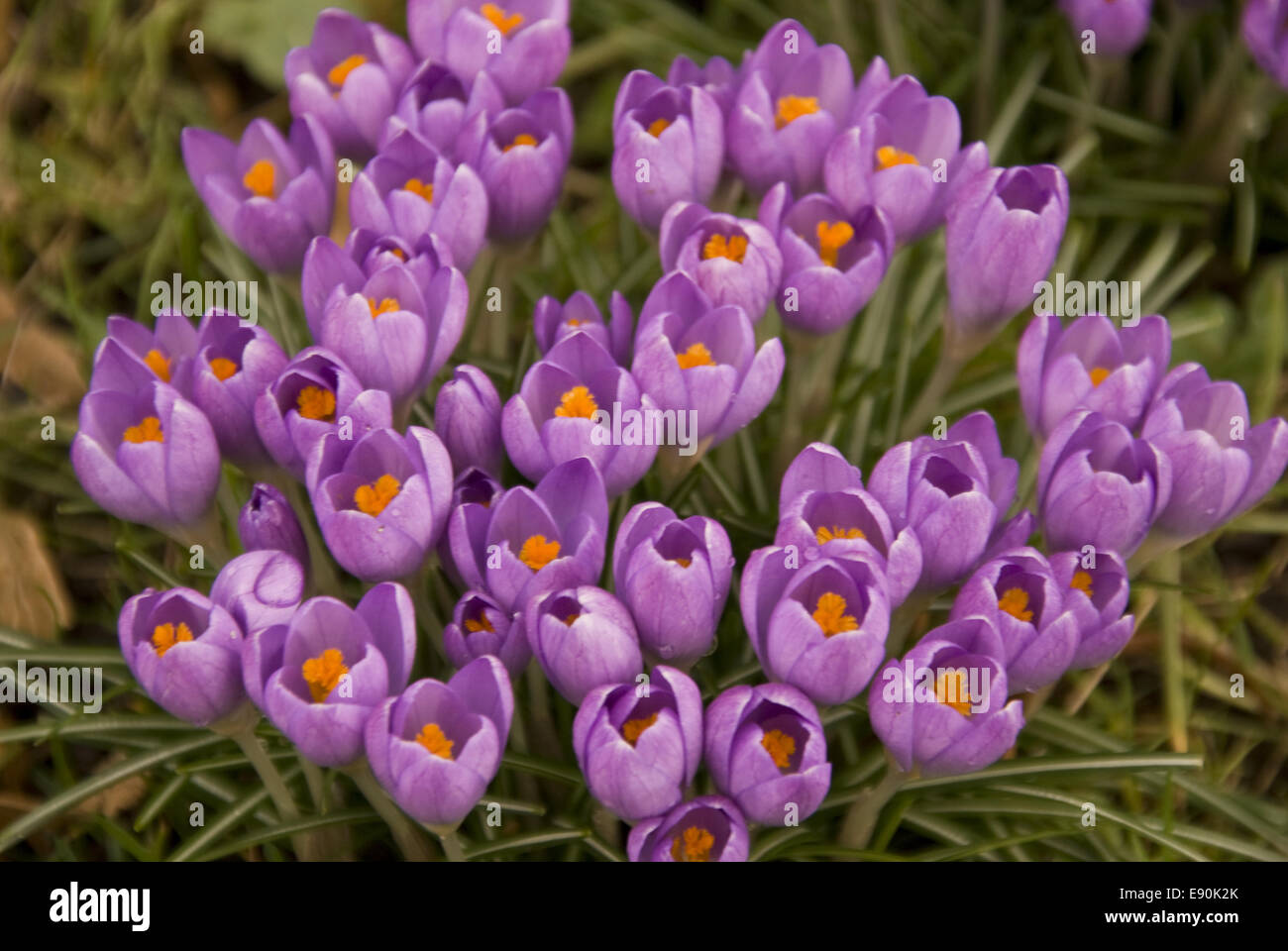 Colorful crocus display hi-res stock photography and images - Alamy
