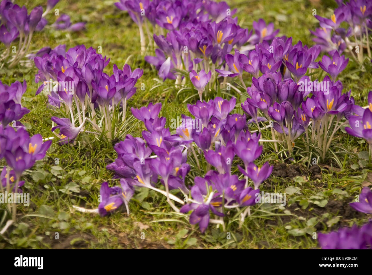 Colorful crocus display hi-res stock photography and images - Alamy