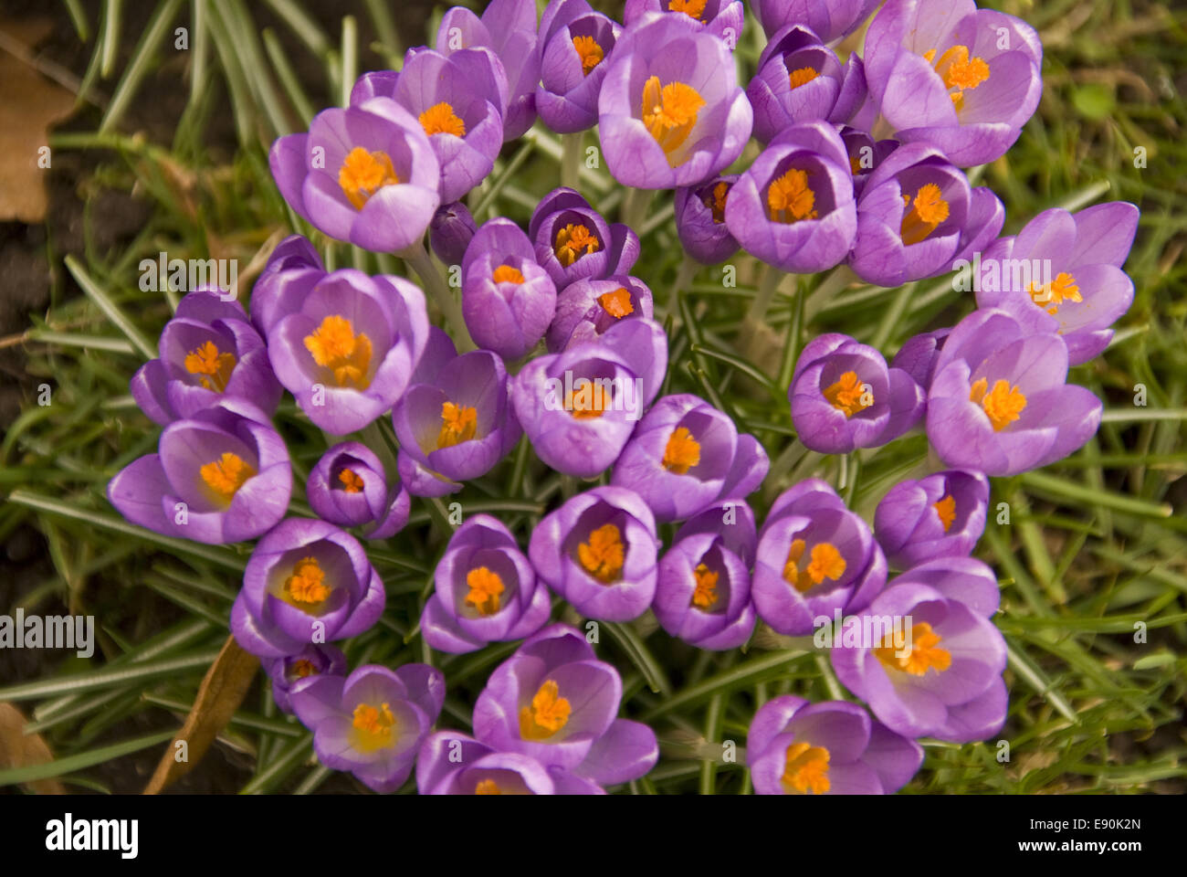 Colorful crocus display hi-res stock photography and images - Alamy