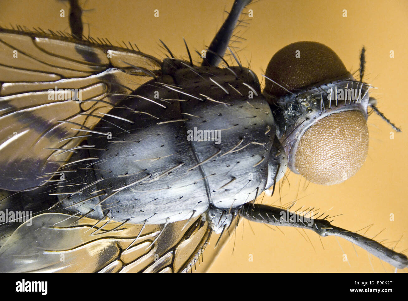 Mock fly hi-res stock photography and images - Alamy