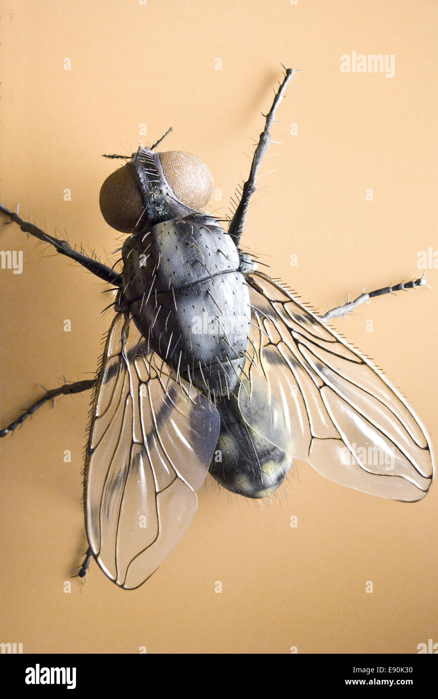 Mock fly hi-res stock photography and images - Alamy