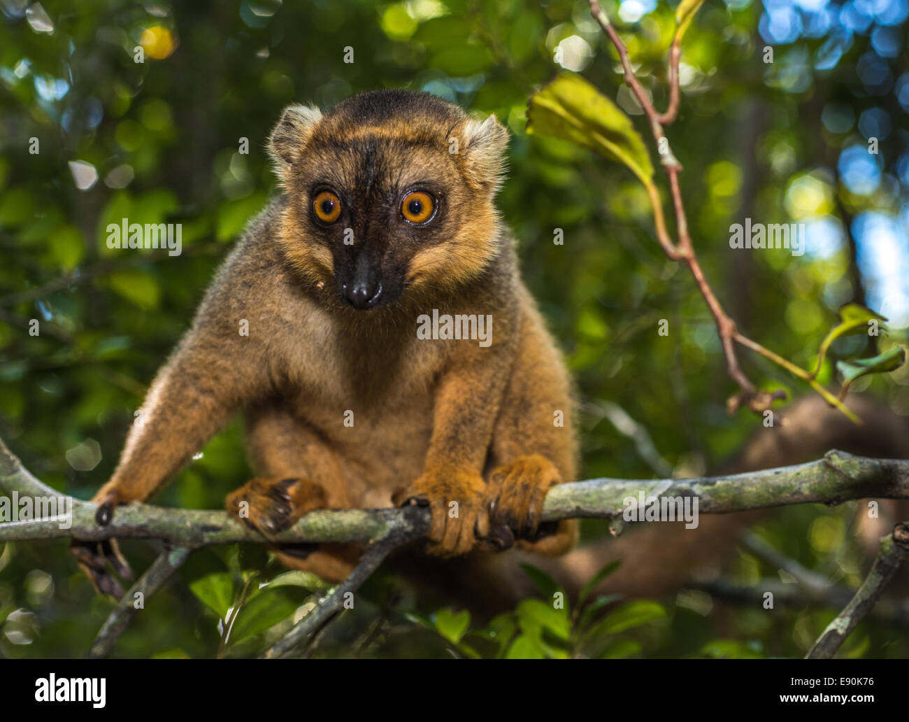 Red tailed lemur hi-res stock photography and images - Alamy