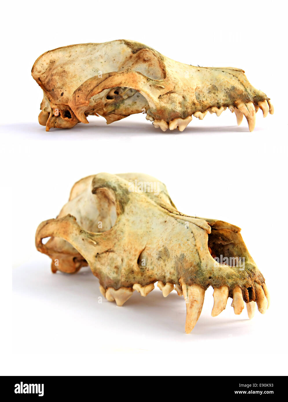 Dog skull anatomy hi-res stock photography and images - Alamy