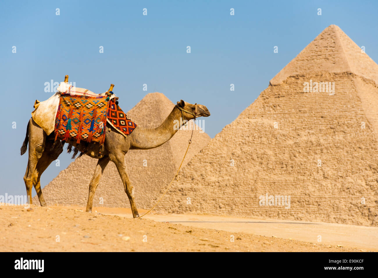 Camel Walking Pyramids Stock Photo - Alamy