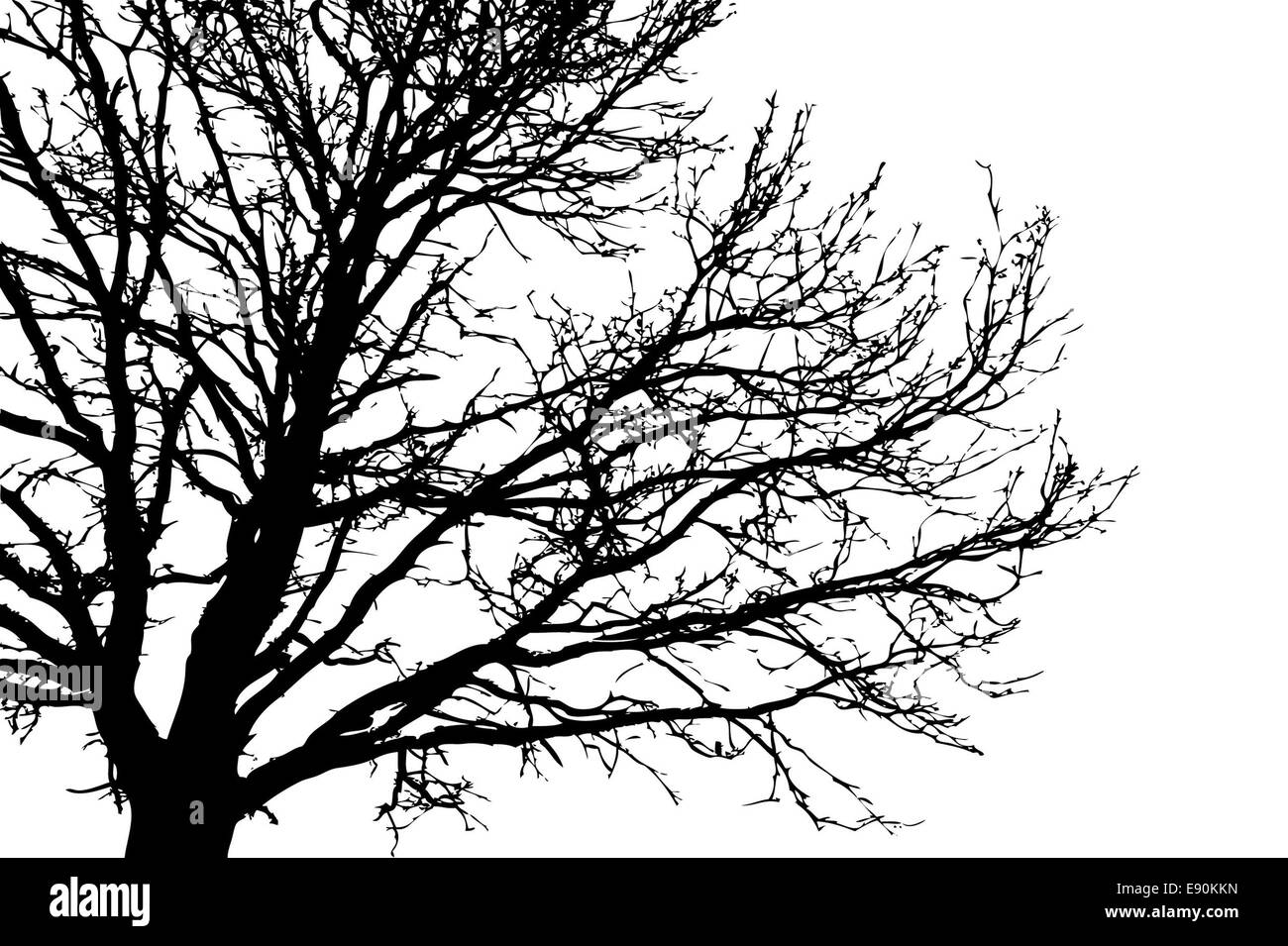 Illustration white tree on Black and White Stock Photos & Images - Alamy