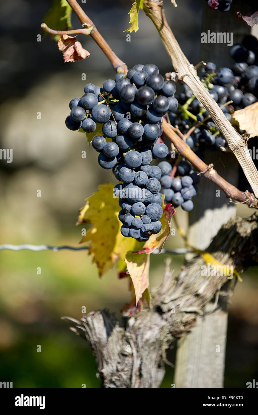 Vine with grapes Stock Photo - Alamy