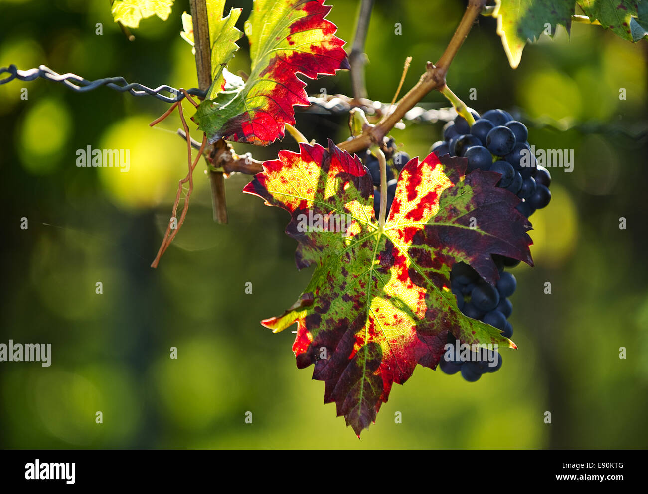 Vine with grapes Stock Photo - Alamy
