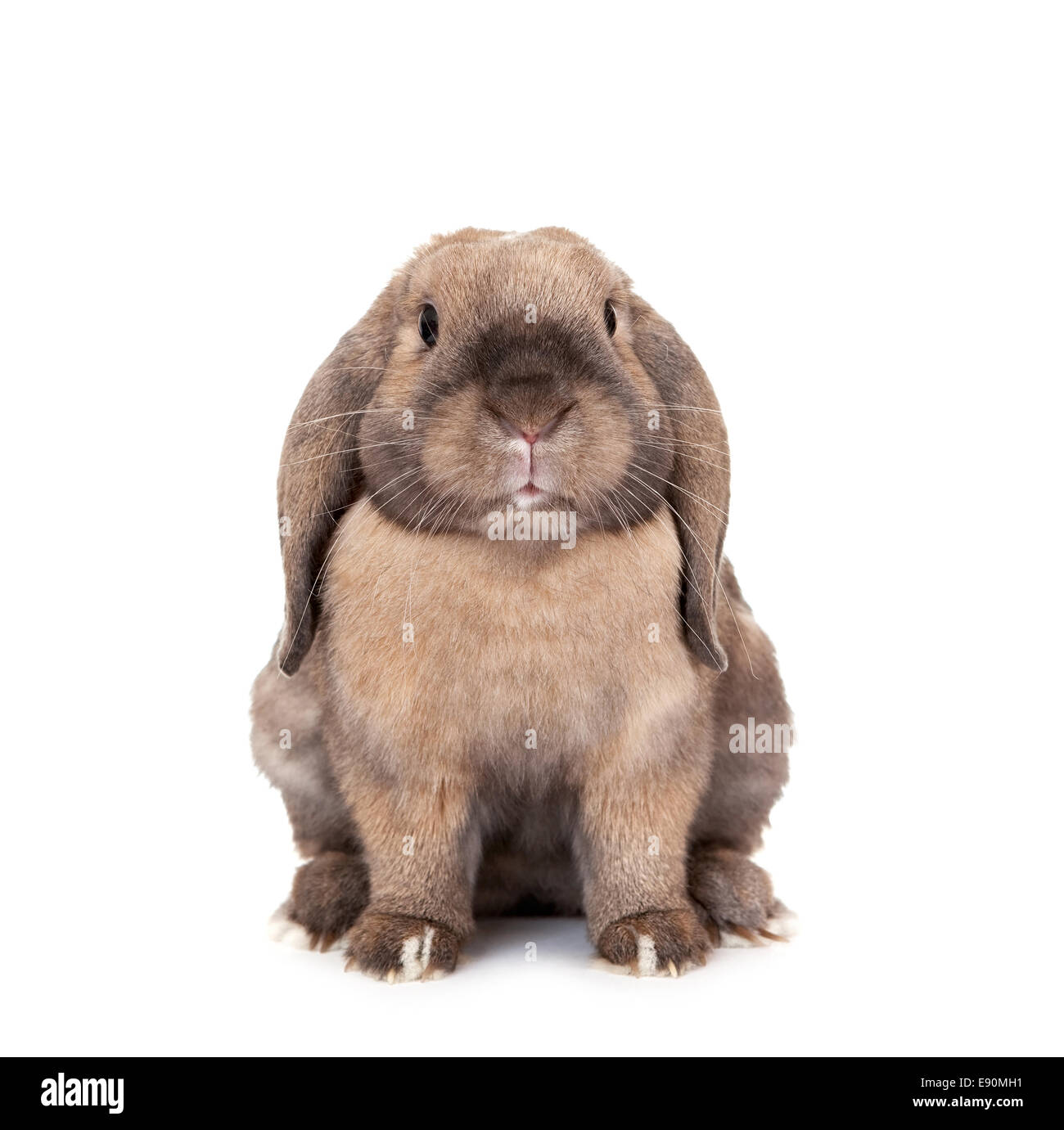 Dwarf lop-eared rabbit breeds Ram Stock Photo - Alamy