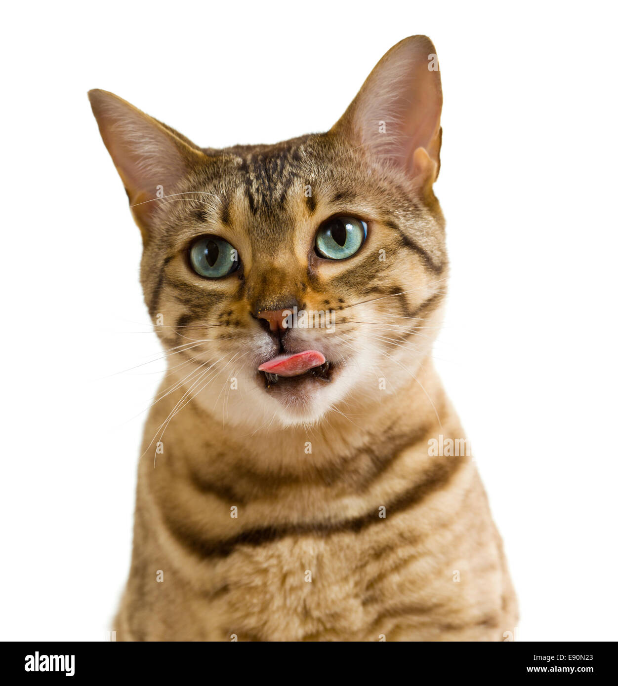 Bengal cat looking with pleading stare Stock Photo - Alamy