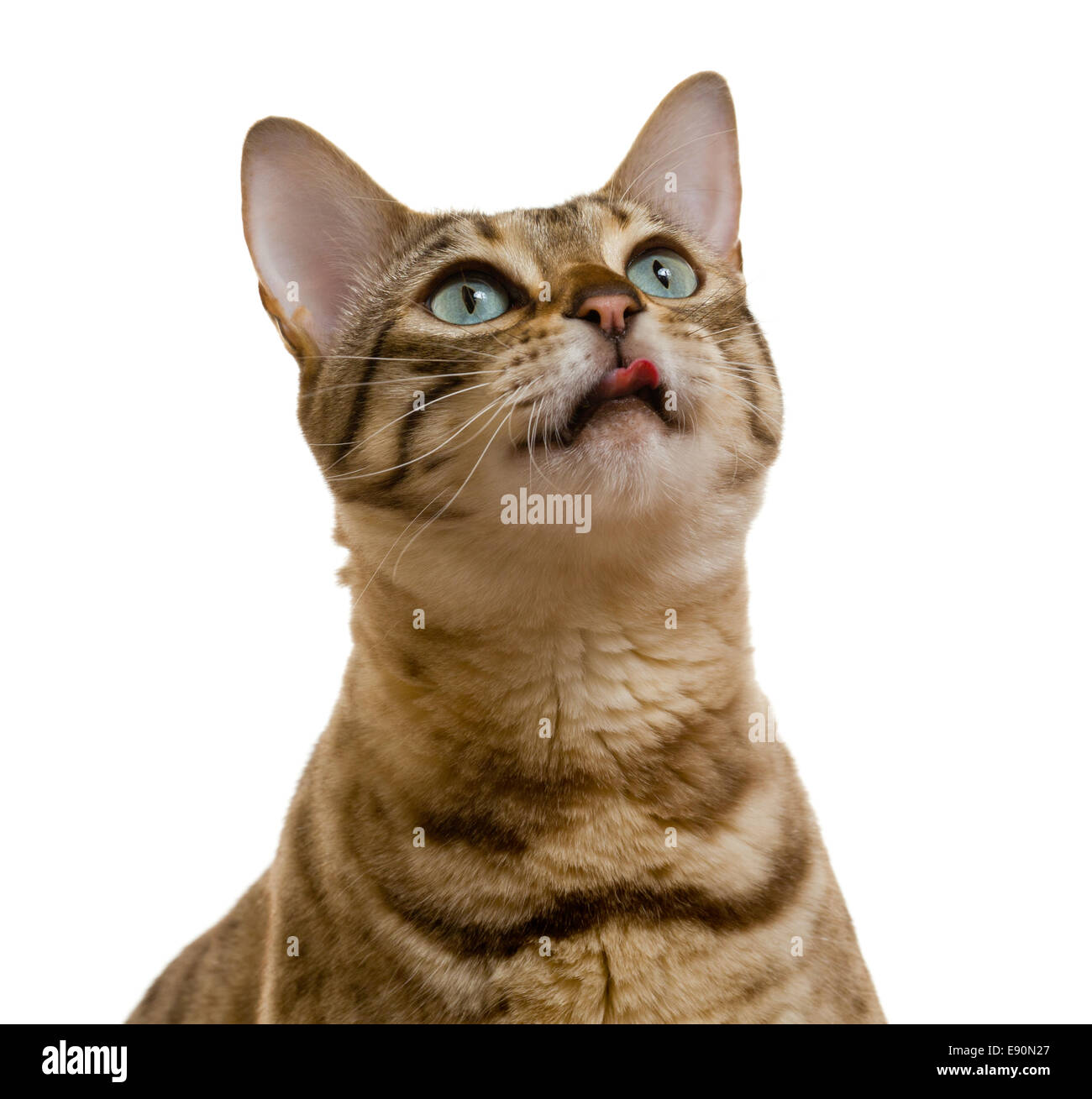 Pleading animal hi-res stock photography and images - Alamy