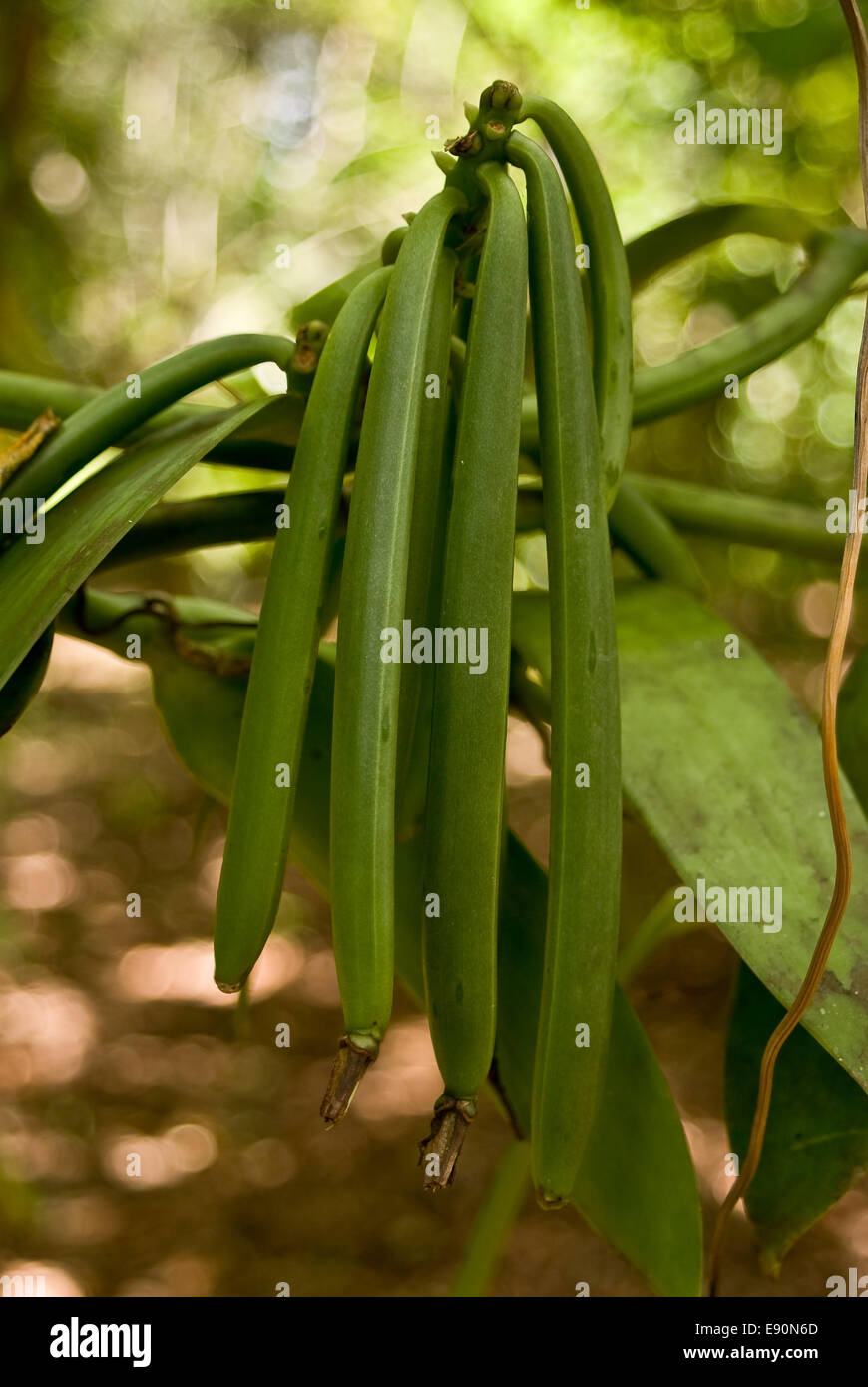 Vanilla flora hi-res stock photography and images - Alamy