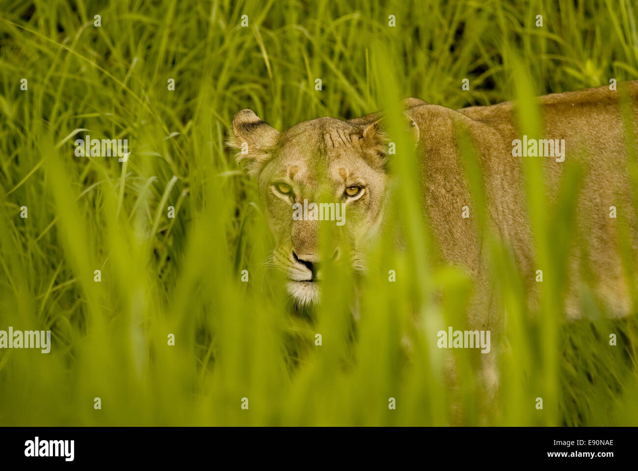 Jäger löwe hi-res stock photography and images - Alamy