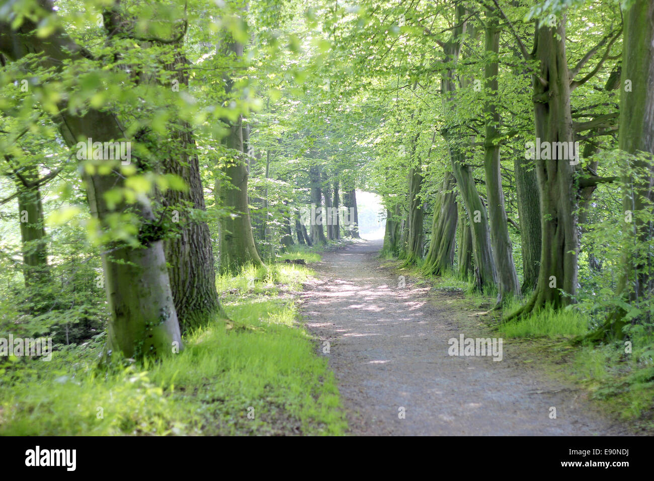 path through spring forest Stock Photo - Alamy
