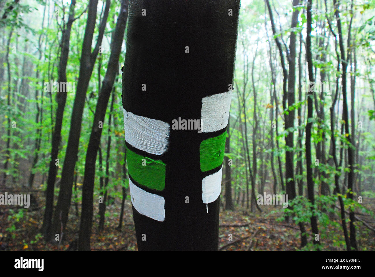 Marked tree hi-res stock photography and images - Alamy