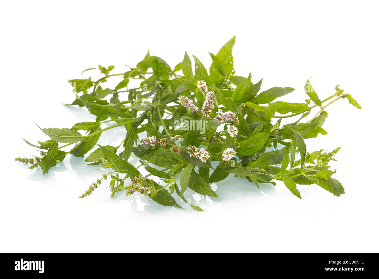 Green leaves leaves Cut Out Stock Images & Pictures - Alamy