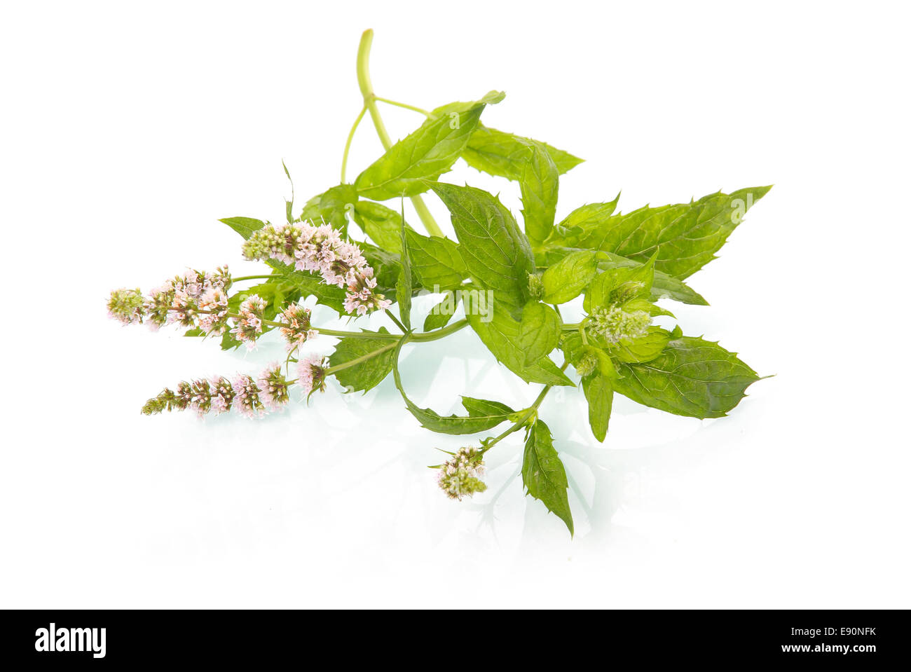 Mint leaves isolated spice hi-res stock photography and images - Alamy