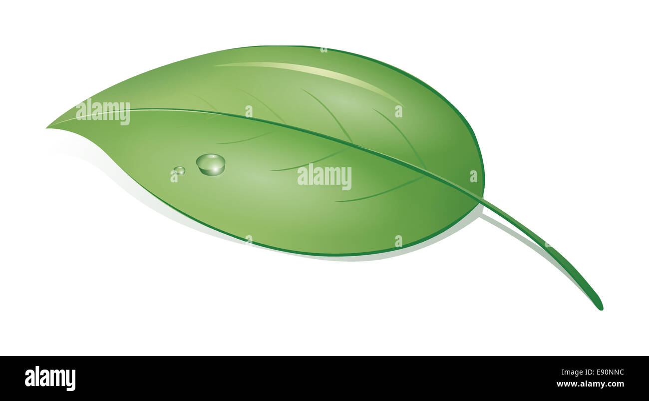 Fall bright wet leaf Cut Out Stock Images & Pictures - Alamy