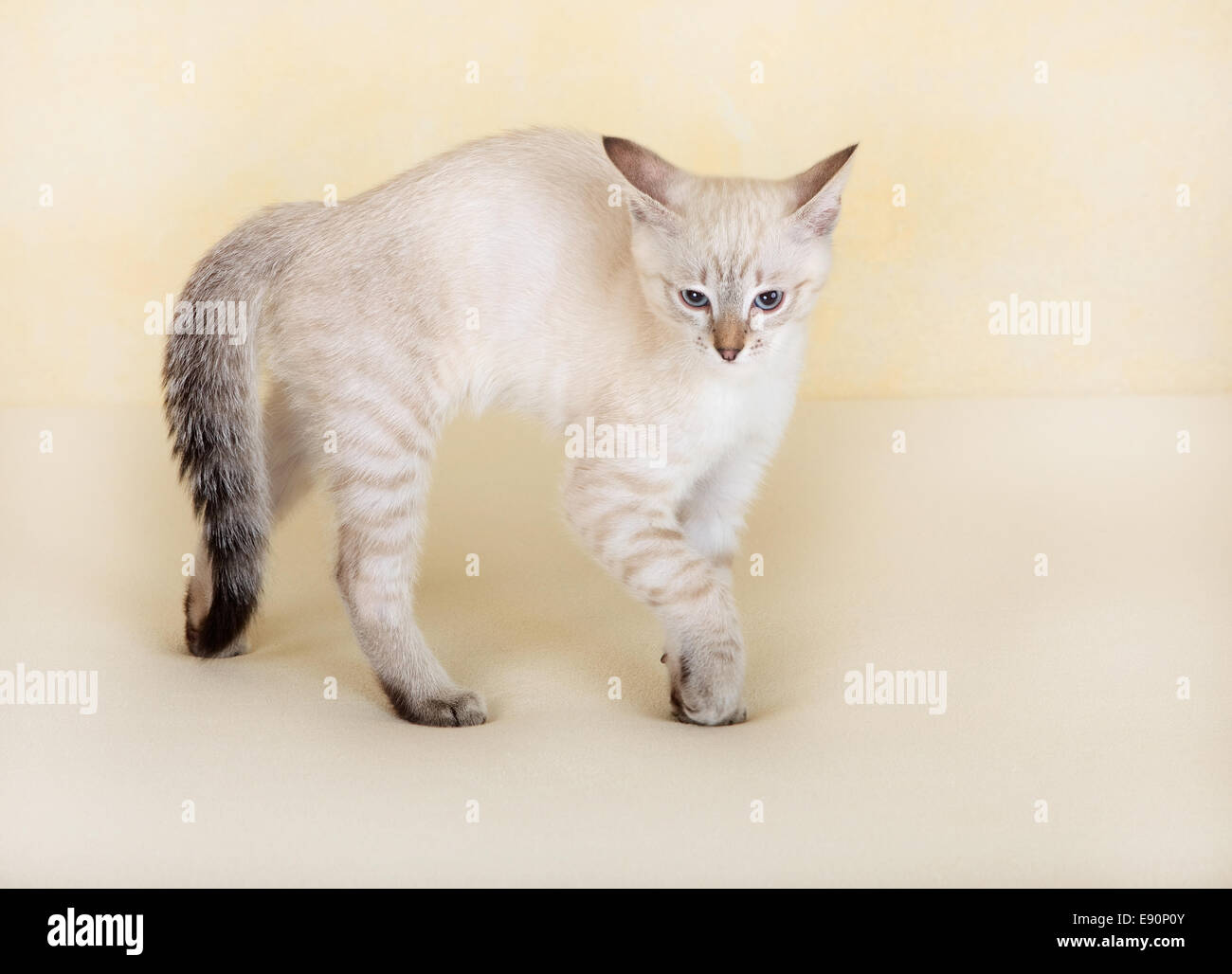 Thai kitten attacks Stock Photo - Alamy