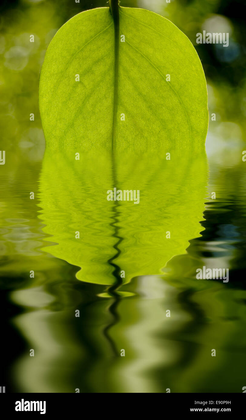 Leaf and water Stock Photo - Alamy