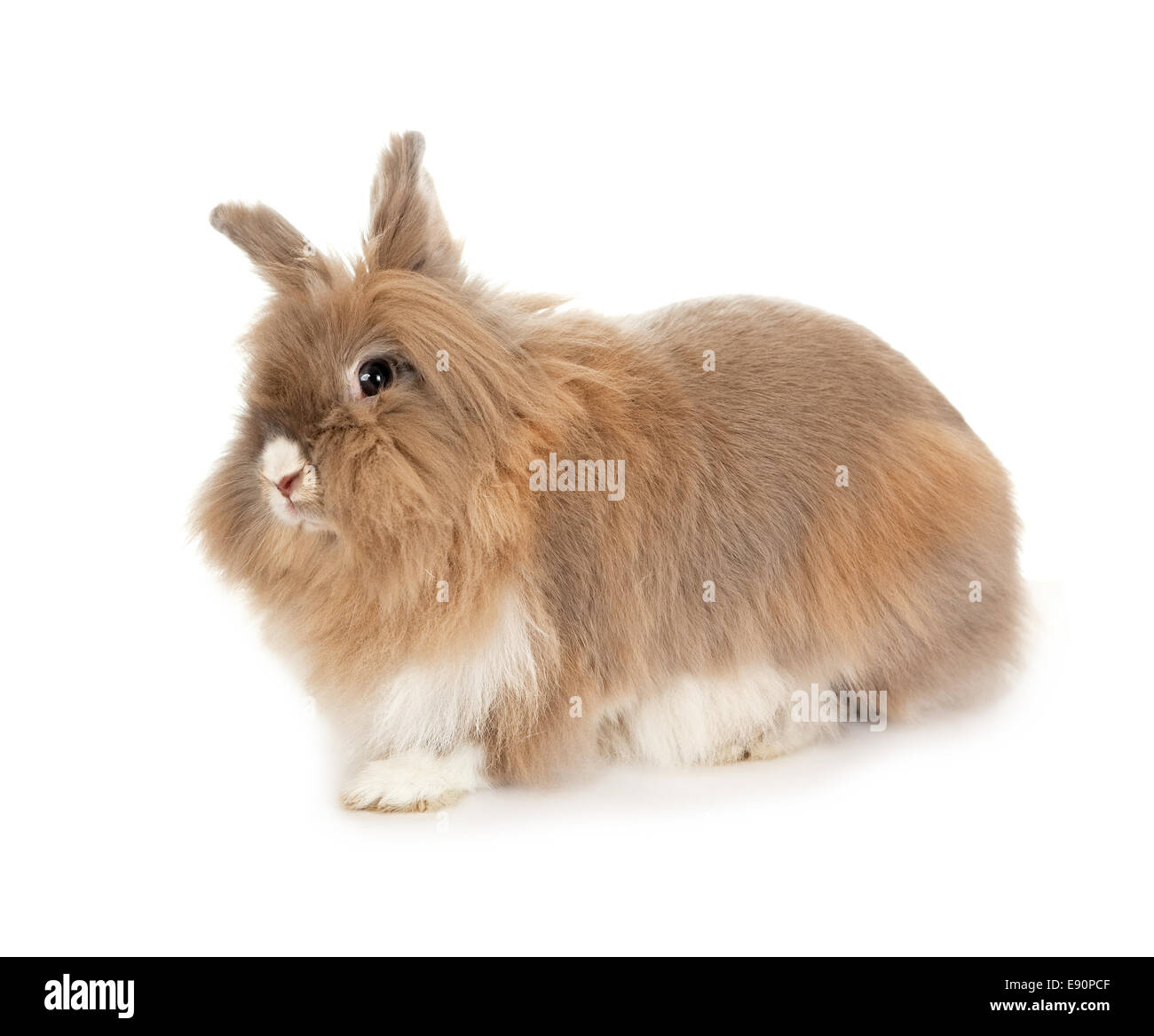 Loewenschopfkaninchen hi-res stock photography and images - Alamy