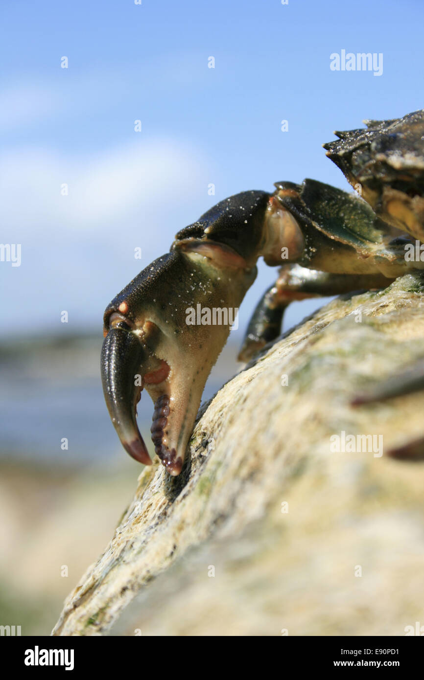 Crab claw crabs hi-res stock photography and images - Alamy