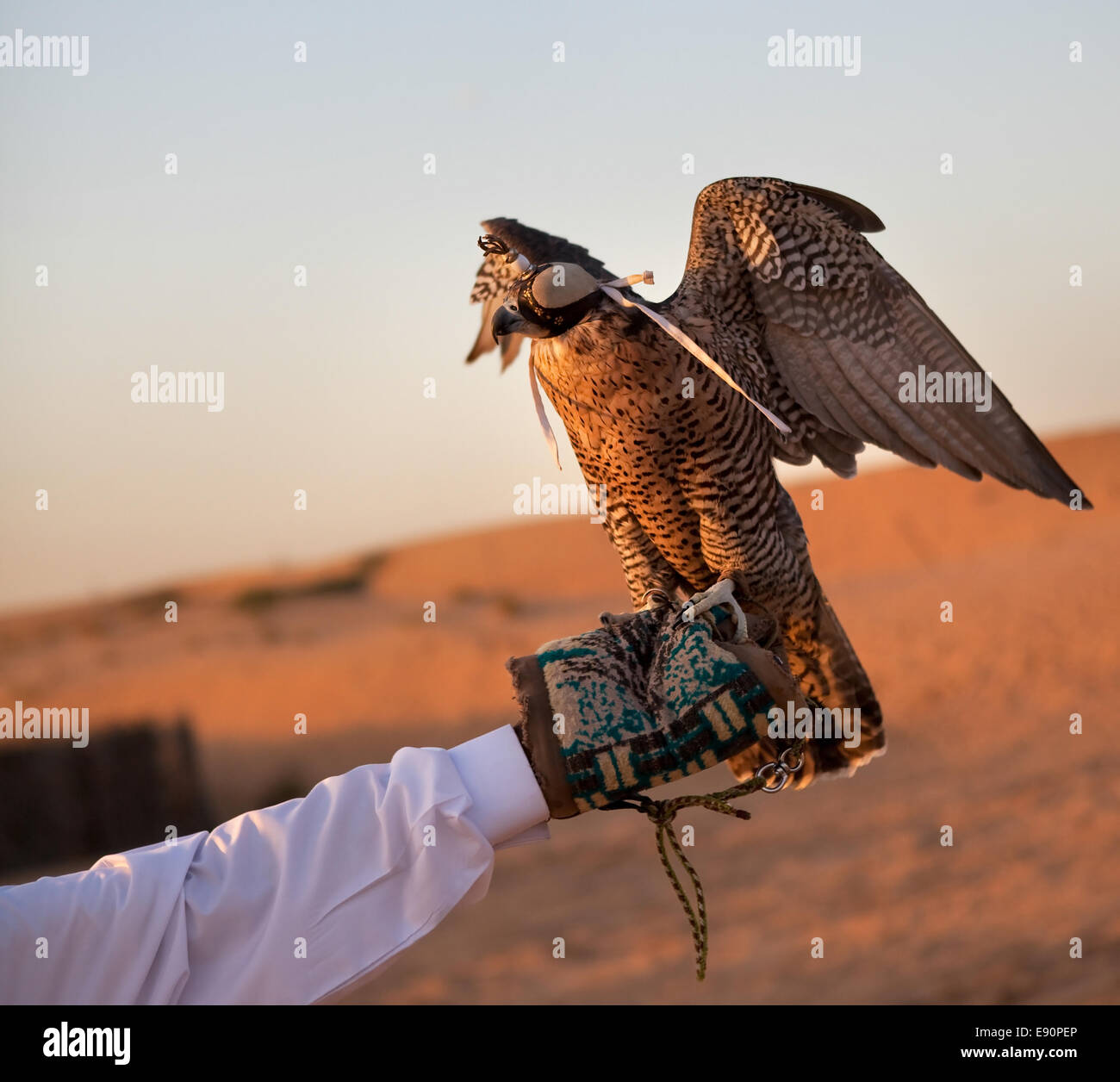 Hunting falcon hi-res stock photography and images - Alamy