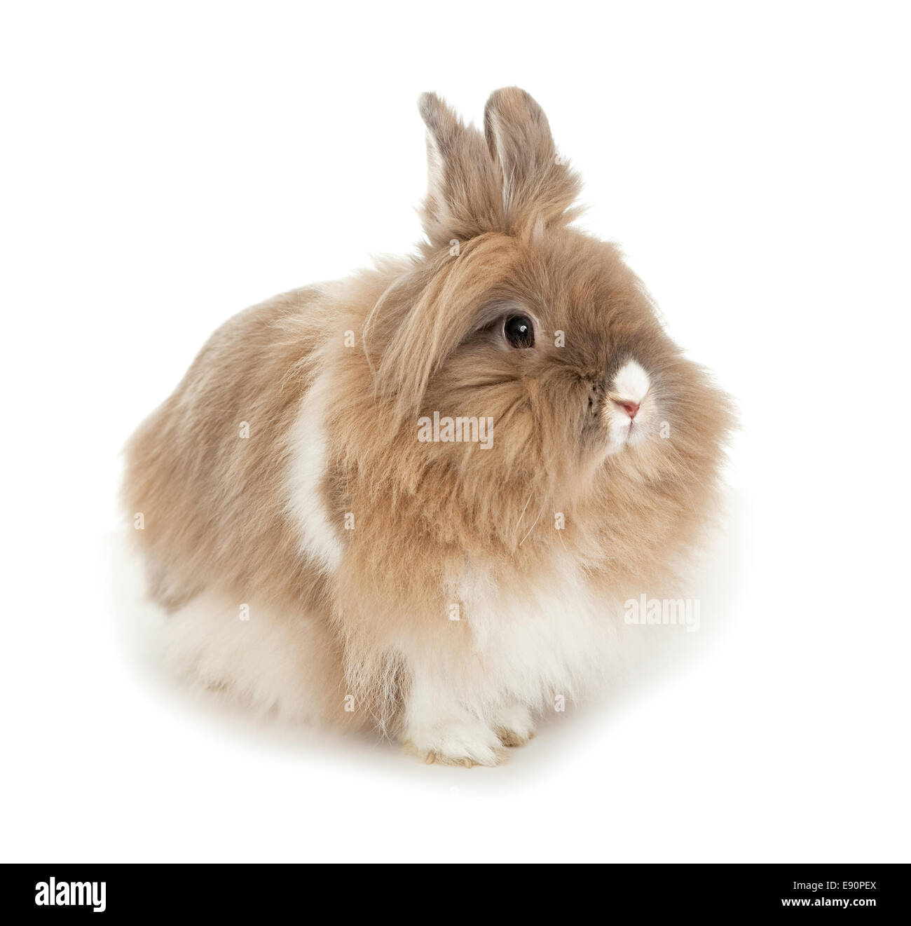 Lionhead rabbit hi-res stock photography and images - Alamy