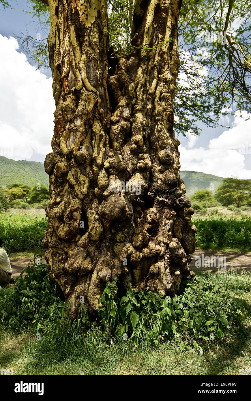 Fever tree hi-res stock photography and images - Alamy