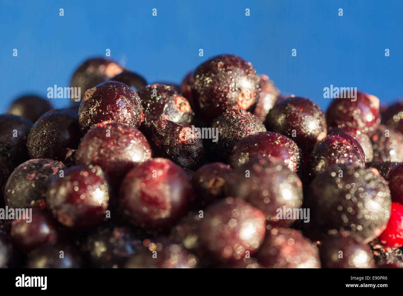 Frozen berries of black currant on a blue background Stock Photo - Alamy