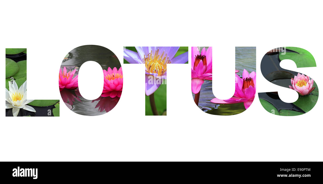 word lotus on white background Stock Photo - Alamy