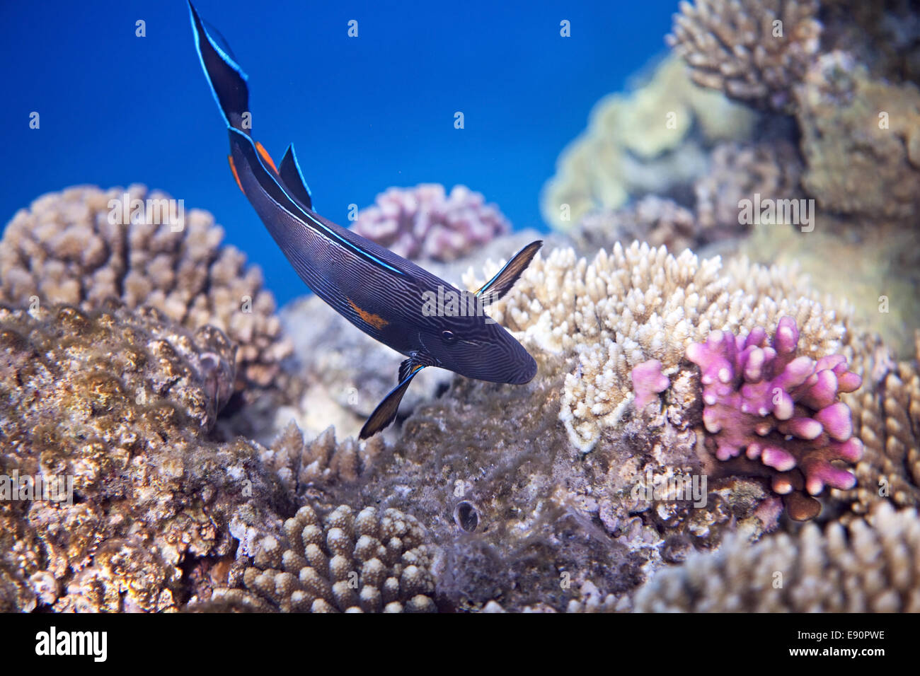 Surgeonfish hi-res stock photography and images - Alamy