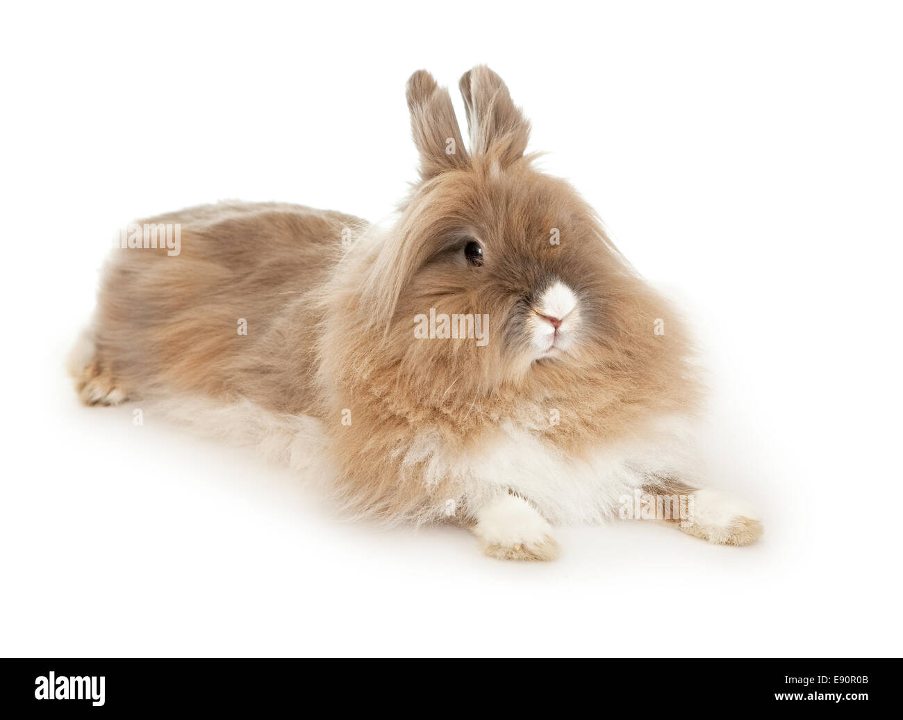 Dwarf lionhead hi-res stock photography and images - Alamy