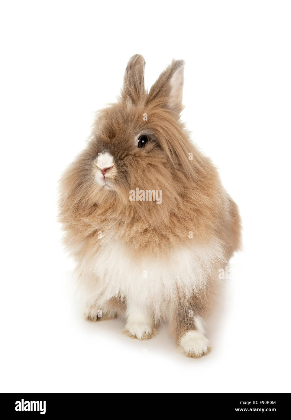 Lionhead rabbit hi-res stock photography and images - Alamy