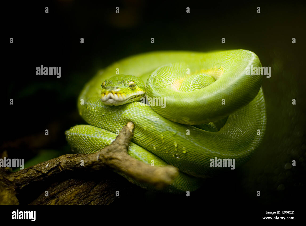 Snake lizards hi-res stock photography and images - Alamy