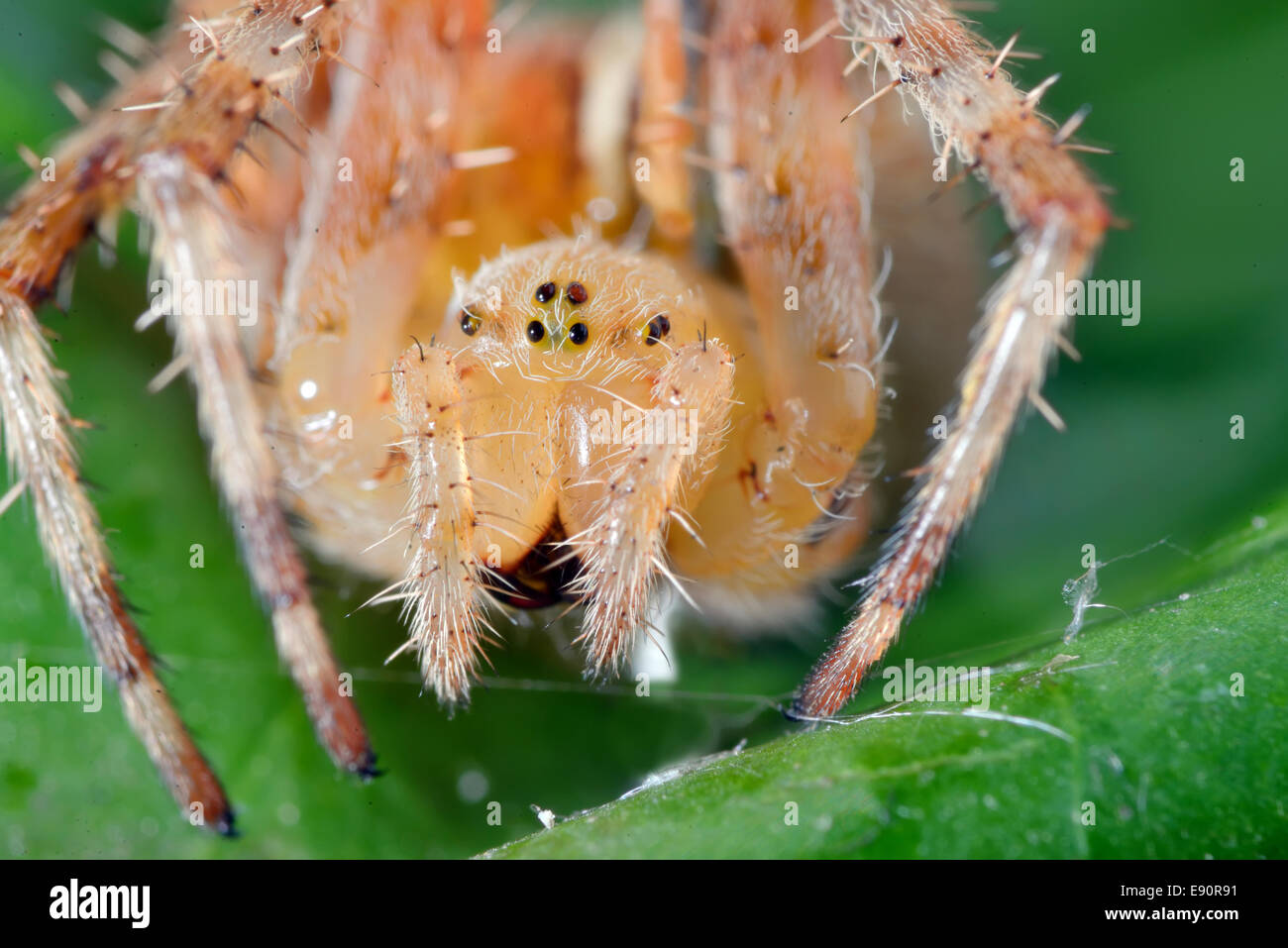 Macro wildlife shot hi-res stock photography and images - Alamy