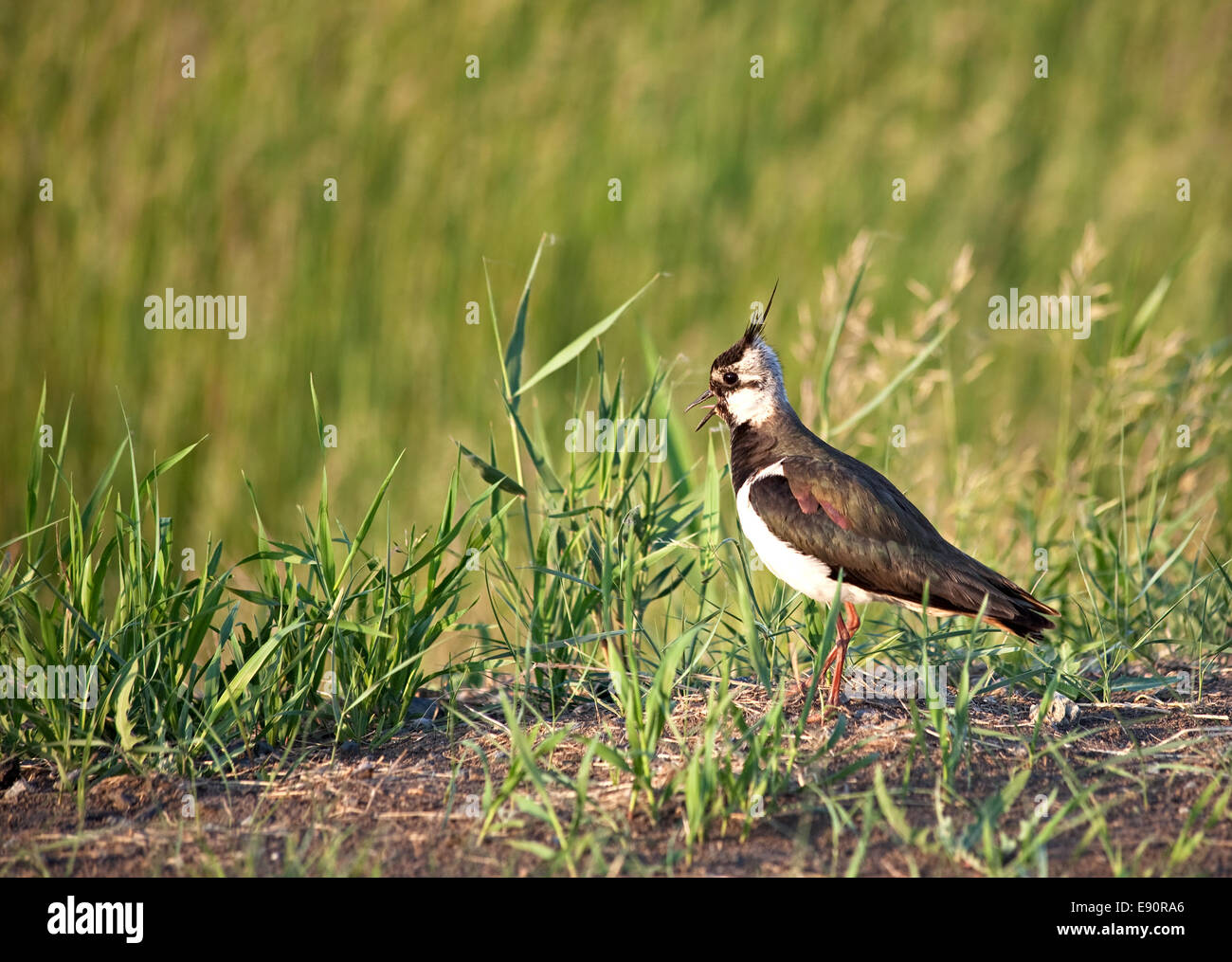 Lapwing female hi-res stock photography and images - Alamy