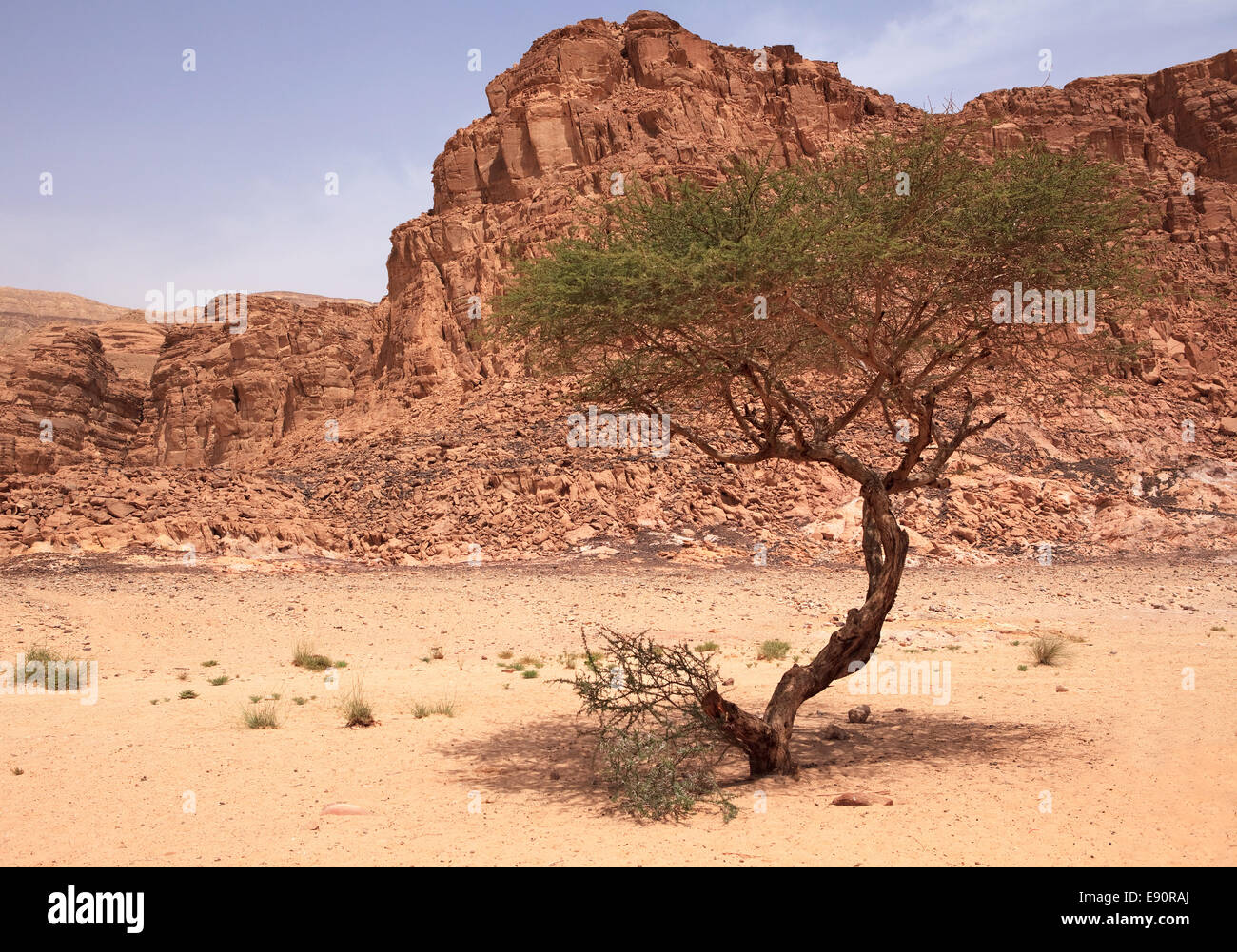Green tree in sinai hi-res stock photography and images - Alamy
