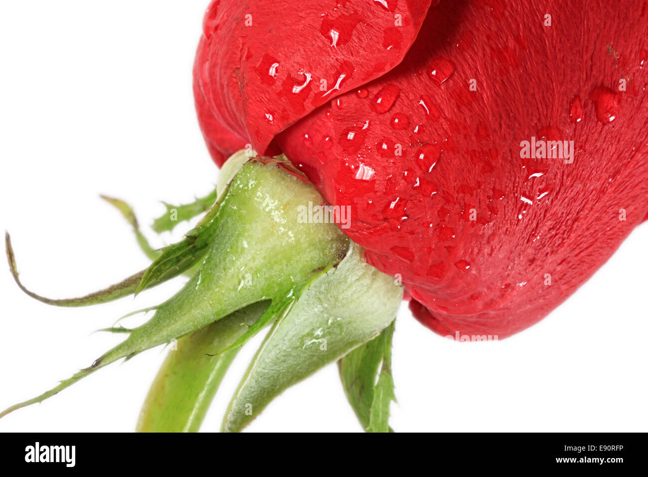 Red rose with drops of water Stock Photo - Alamy