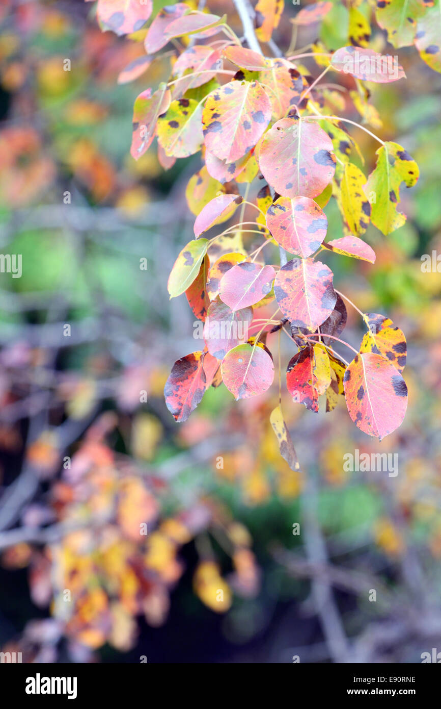 Colorful autumn leaves on the branch Stock Photo - Alamy