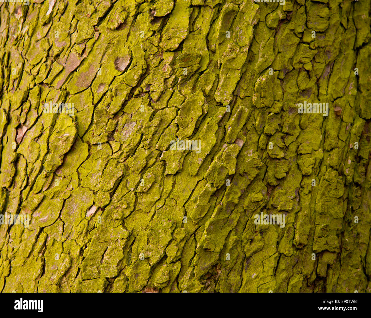 Up close tree hi-res stock photography and images - Alamy